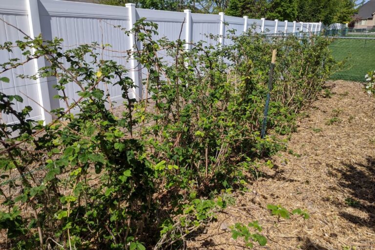How To Protect Raspberry Plants In Winter: A Step-by-Step Guide