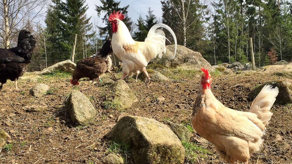 Complete Guide To Chicken Genders And Sexing Chicks