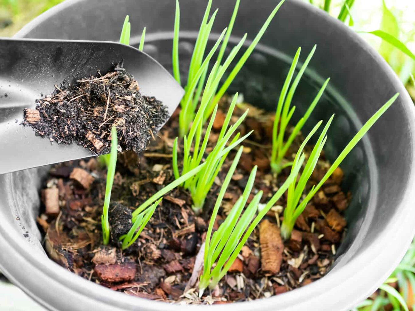 Do Onion Plants Like Coffee Grounds? (Read Before Planting!)