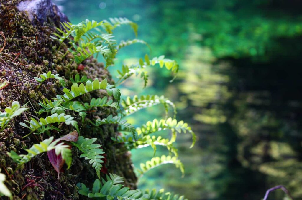 Can Ferns Grow In Water Only? (Do They Grow In Water?)