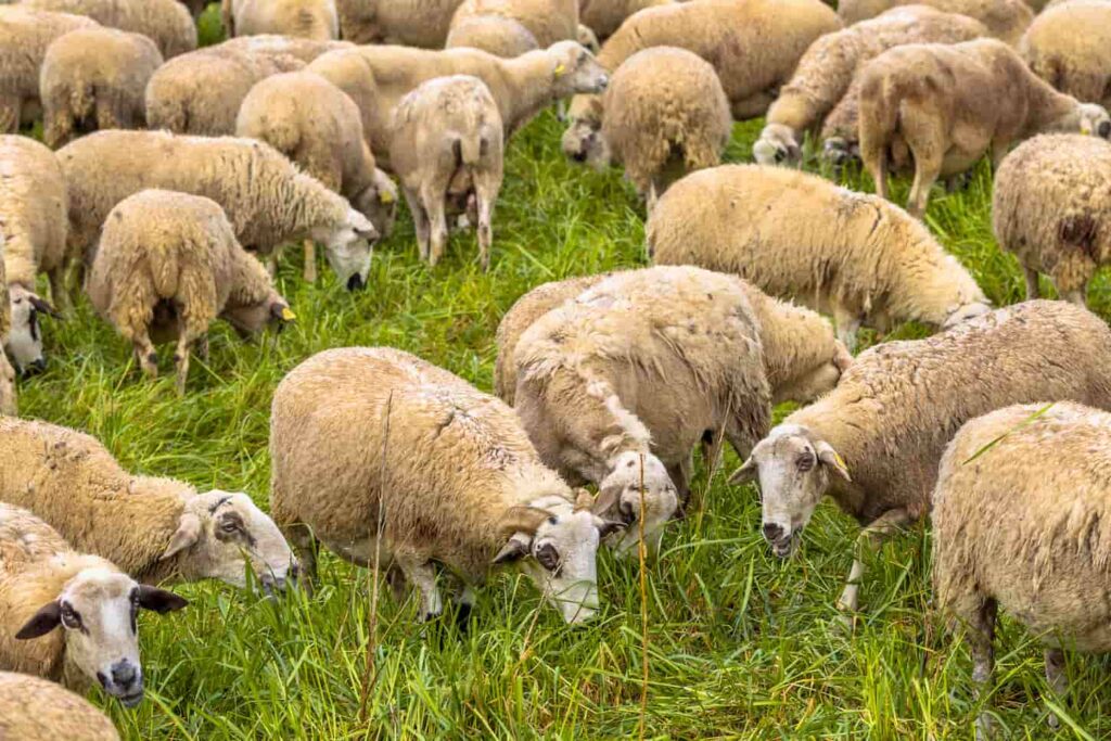 Hush Hush: How To Keep Sheep Quiet