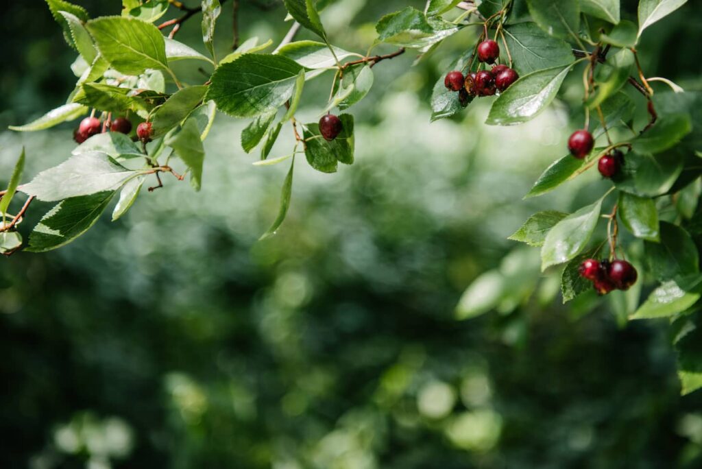 Complete Tree Berry Guide: Varieties, Pictures, And Info